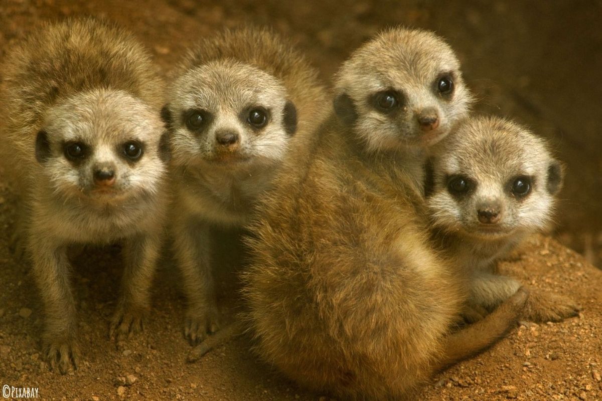 Erdmännchen - Steckbrief | Kribbelbunt